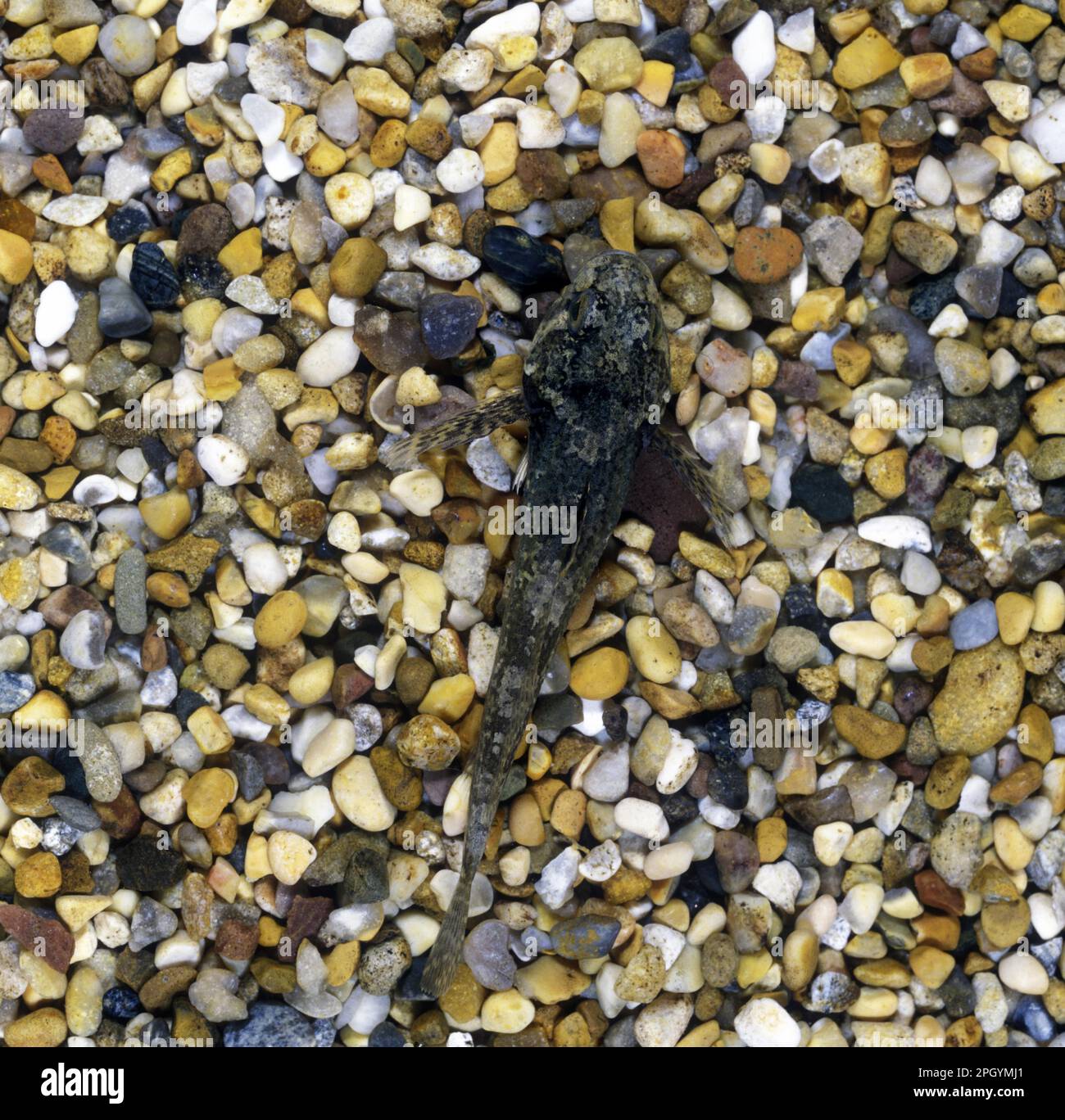 Bullhead, Western Bullhead, Bullhead, Millhead, Bullhead, Other Animals ...