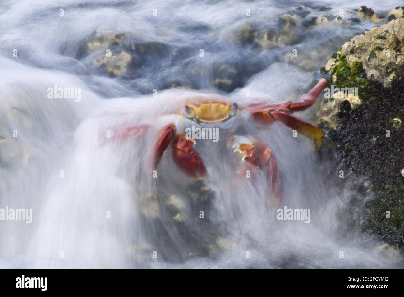 Red cliff crab, Red rock crab, Red cliff crabs, Red rock crabs, Other ...