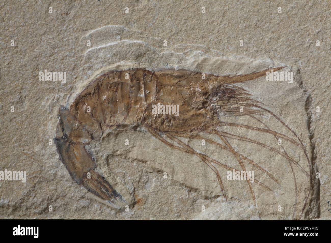 Other animals, Crustaceans, Animals, Fossil Shrimp (Carpopenaeus ...