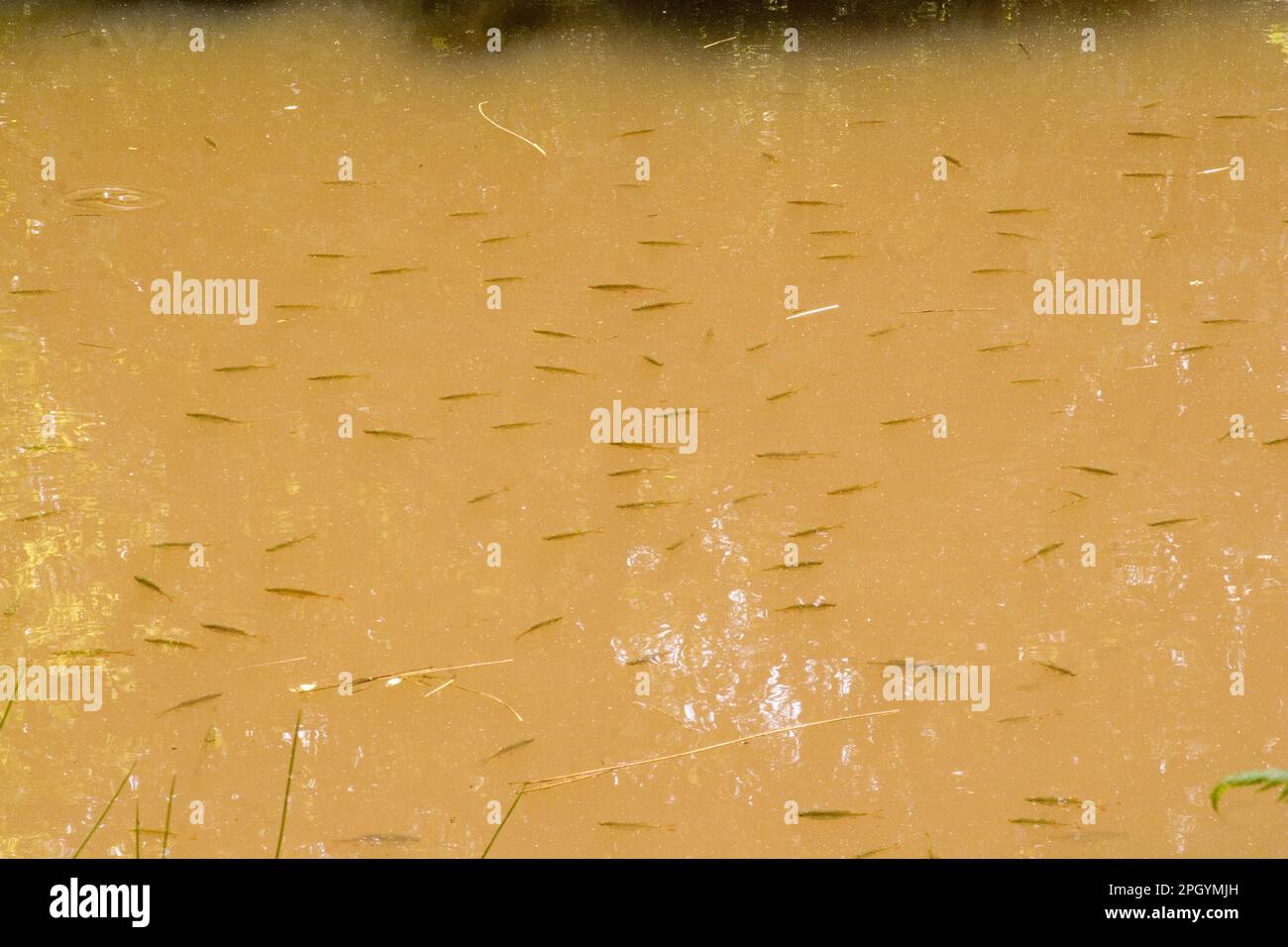 Shoal of young Roach (Rutilus rutilus), swimming in a woodland pool at ...