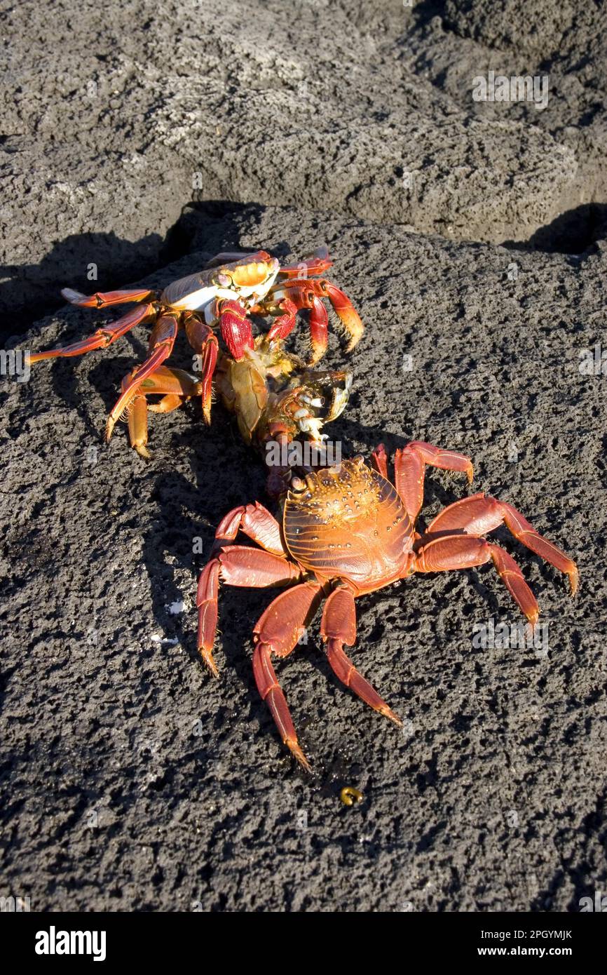 Two sally lightfoot crabs (Grapsus grapsus) feed on dead crab Stock ...