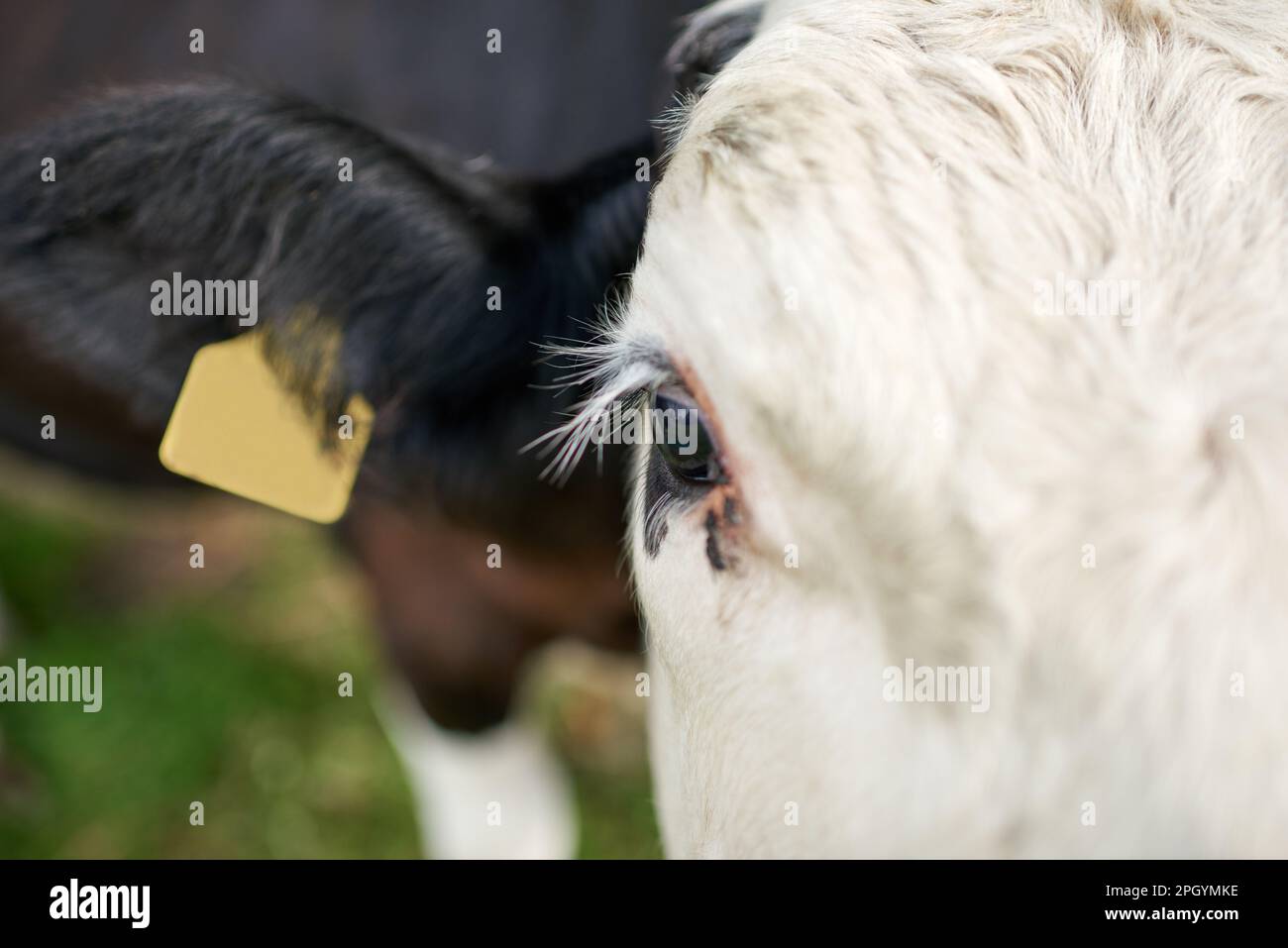 The seeing cow sees everything. a cow on a dairy farm Stock Photo - Alamy
