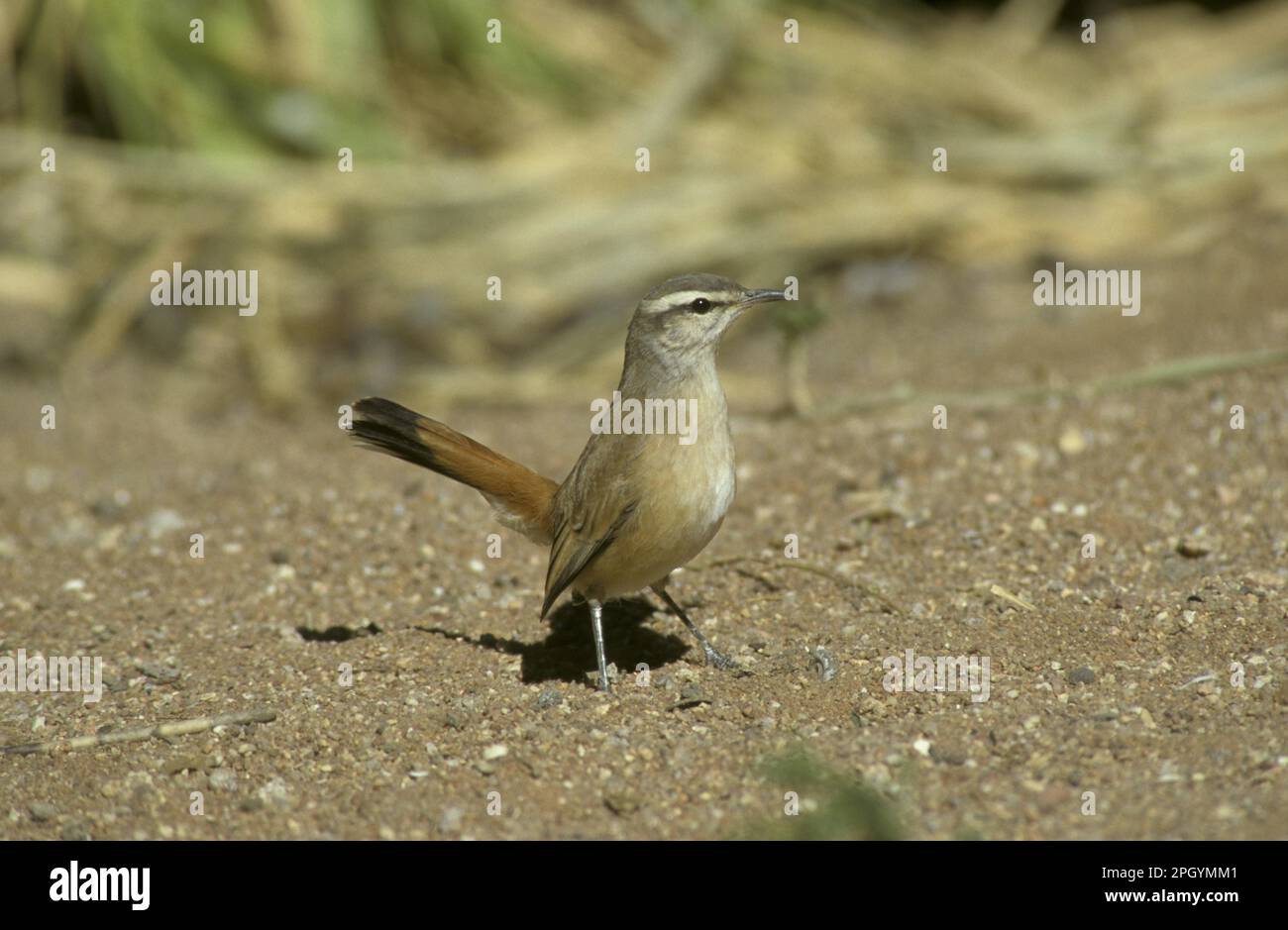 Kalahari Scrub Robin, Kalahari Scrub Robin, Kalahari Scrub Robin ...
