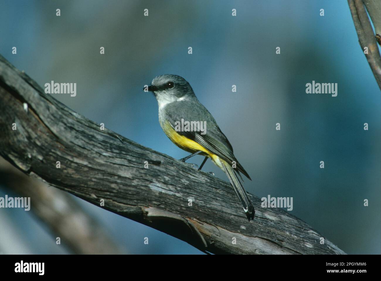 Pied Flycatcher, Songbirds, Animals, Birds, Western Yellow Robin ...