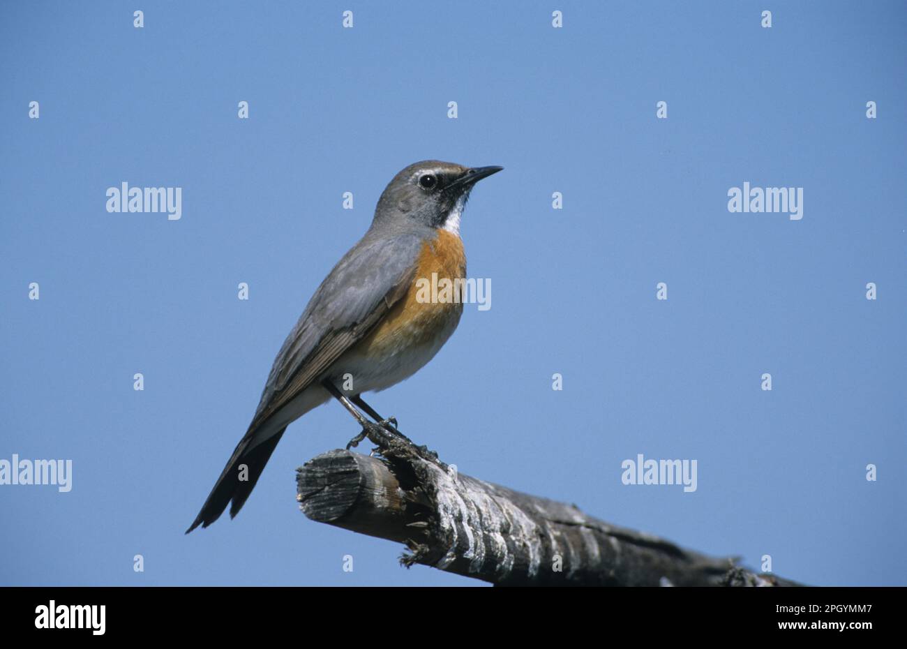 White-throated Robin, songbirds, animals, birds, White-throated Robin ...