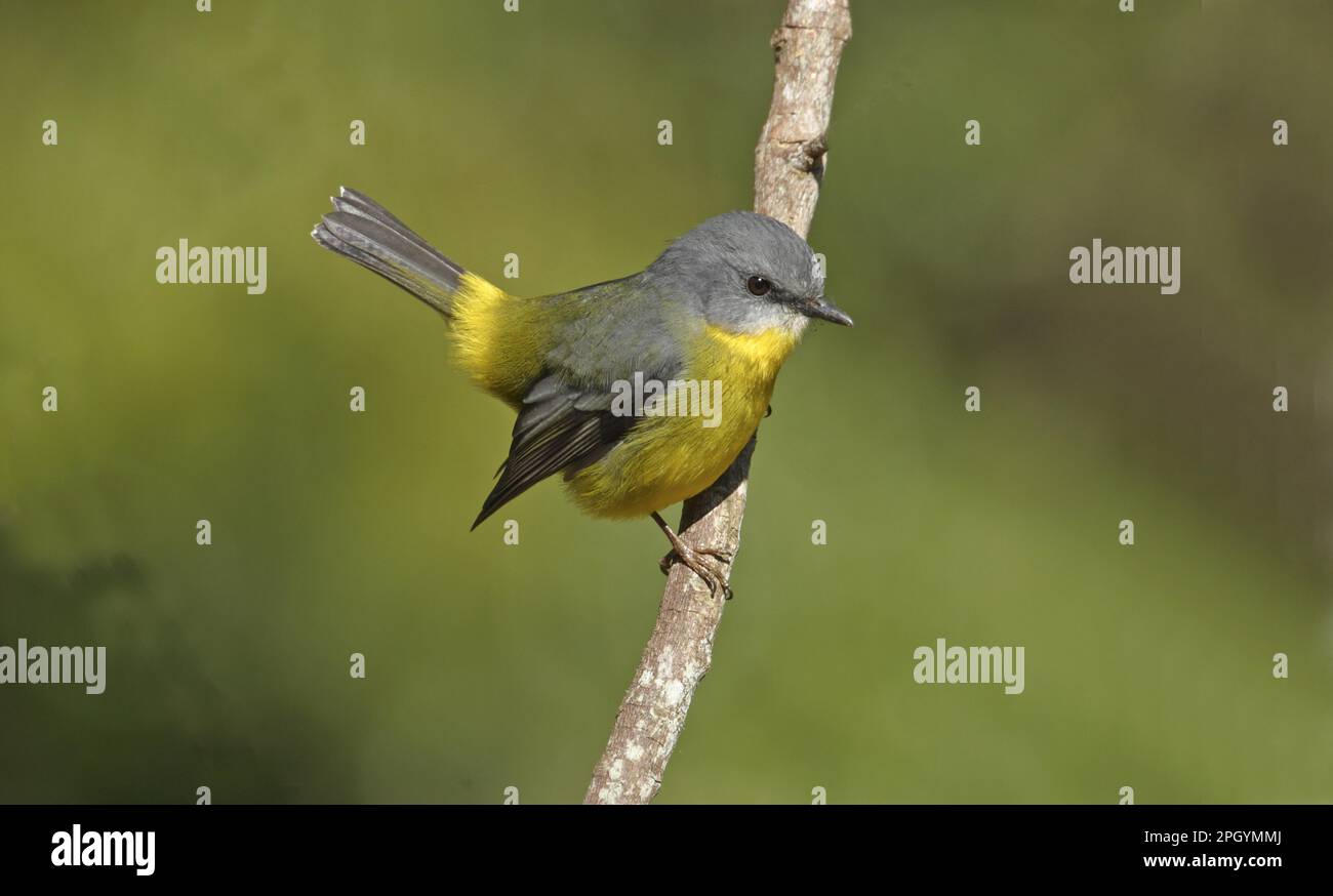 Eastern yellow robin (Eopsaltria australis), songbirds, animals, birds ...