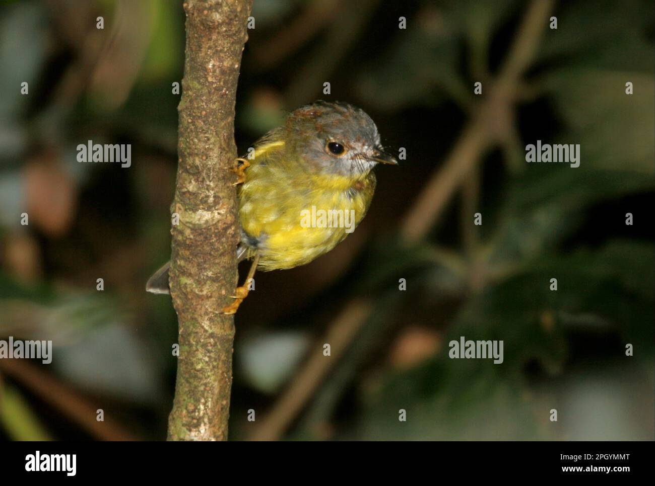 Mature first year robin hi-res stock photography and images - Alamy