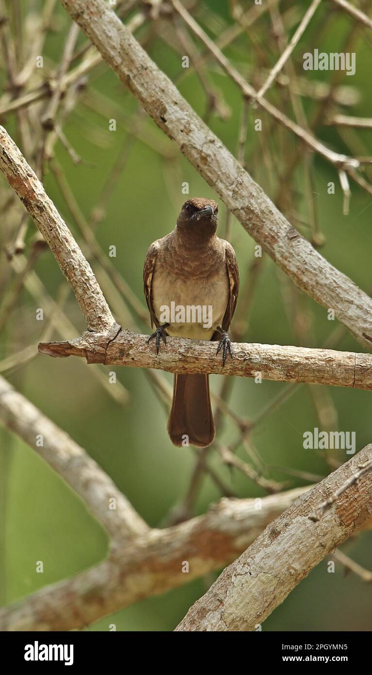 Common bull (Pycnonotus barbatus inornatus) adult, sitting on a branch ...