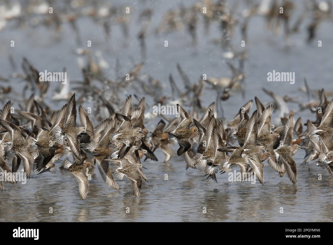 Curlew Sandpiper (Calidris ferruginea) flock, in flight, in panic at ...