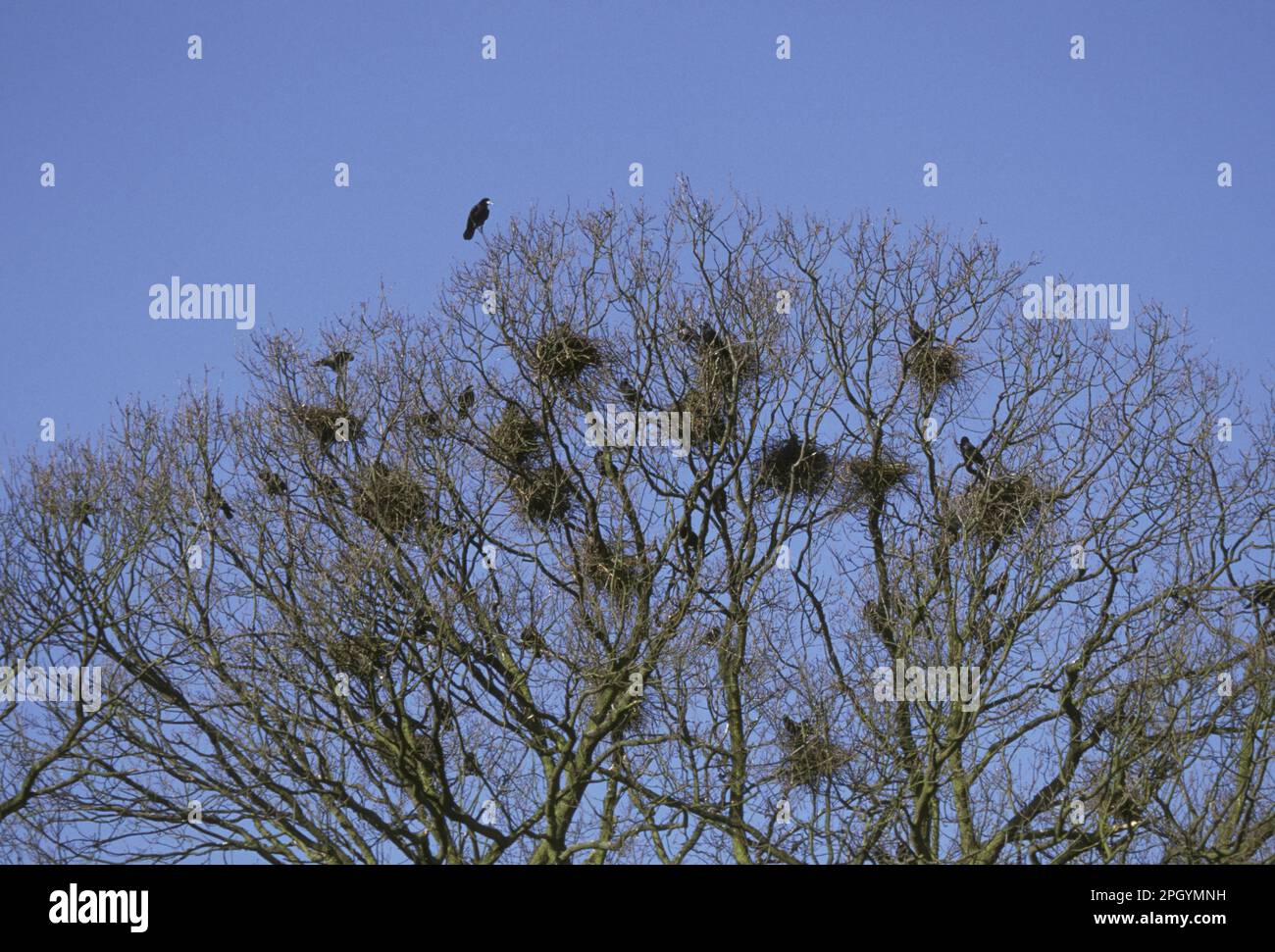 Rook, rooks, crow, corvids, songbirds, animals, birds, Rook Rookery in ...