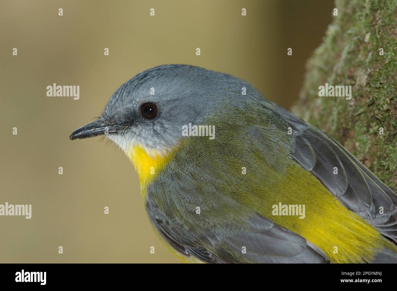 Eastern Yellow Robin (Eopsaltria australis) close-up of adult, O ...