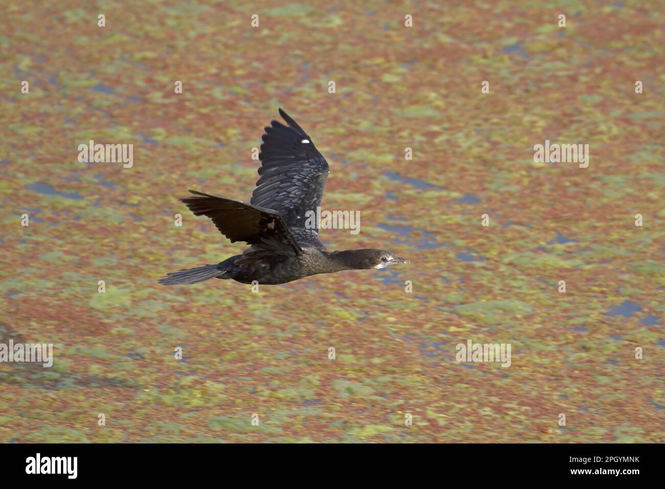Little non breeding cormorant hi-res stock photography and images - Alamy