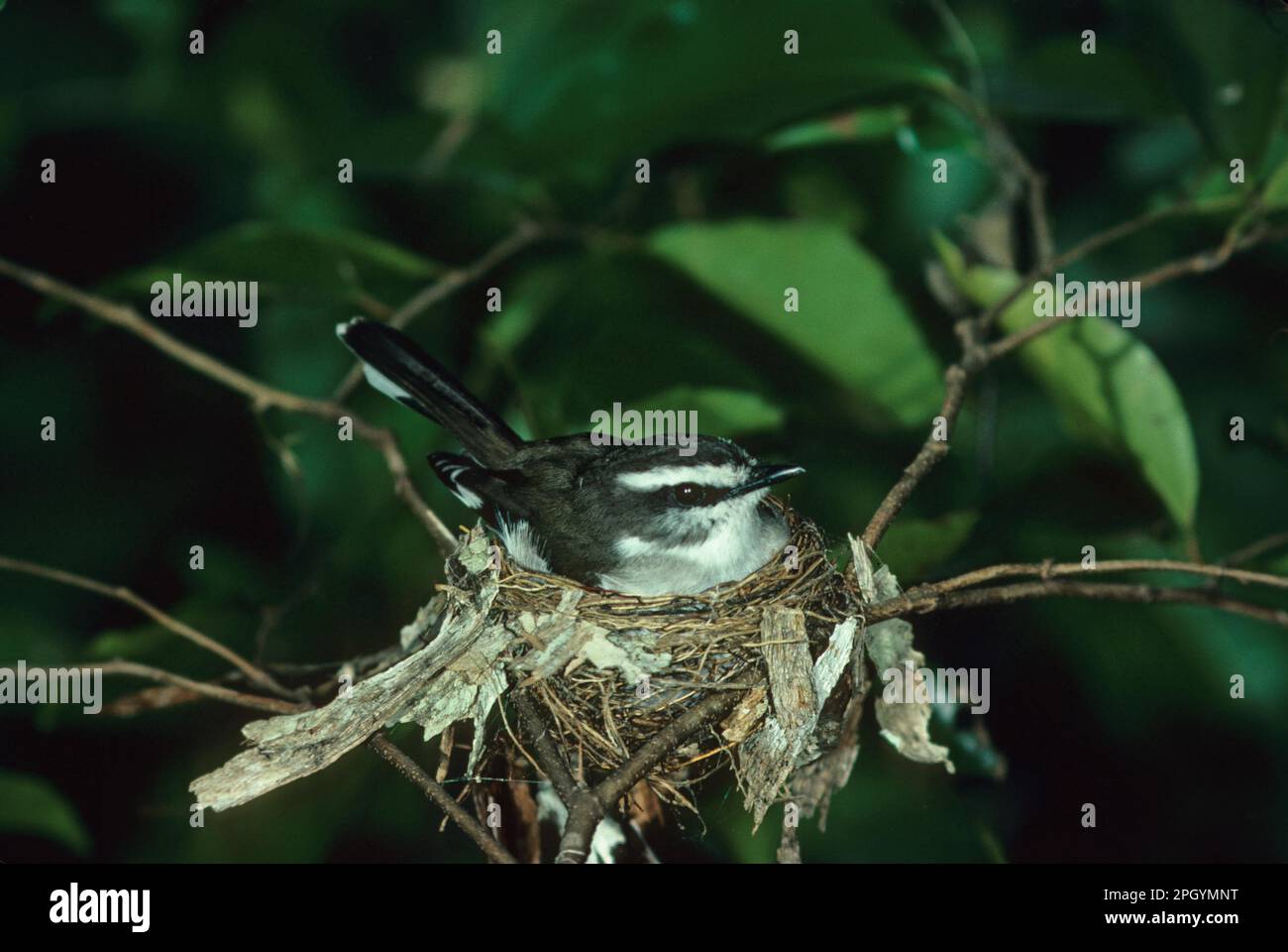 Eye-striped Flycatcher, Songbirds, Animals, Birds, White-browed Robin ...