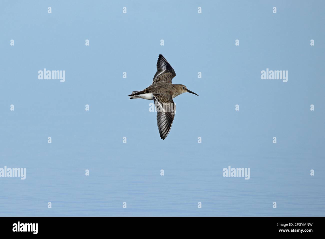 Dunlin in flight hi-res stock photography and images - Alamy