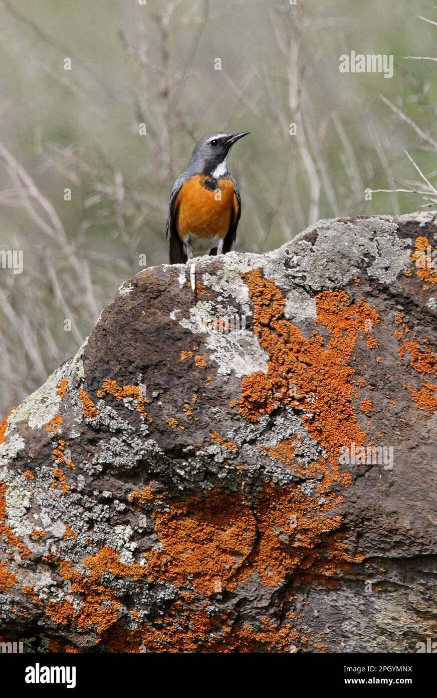 White-throated Robin, songbirds, animals, birds, White-throated Robin ...