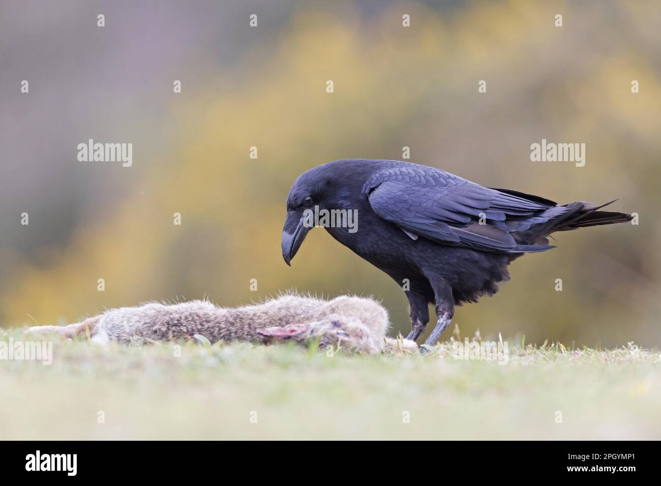 Common raven (Corvus corax) adult, feeding on the carrion of the ...