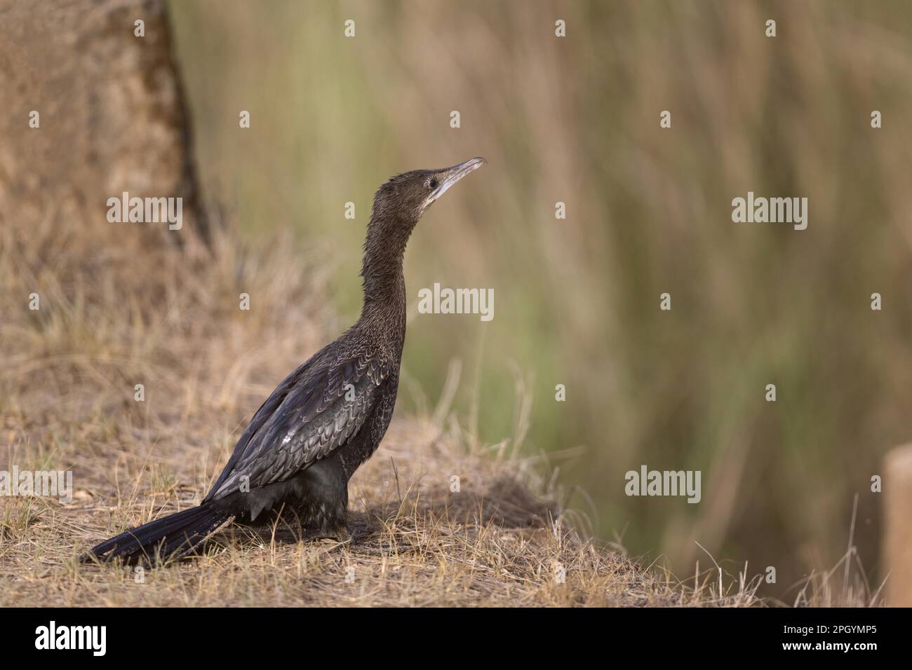 Lesser cormorant hi-res stock photography and images - Alamy