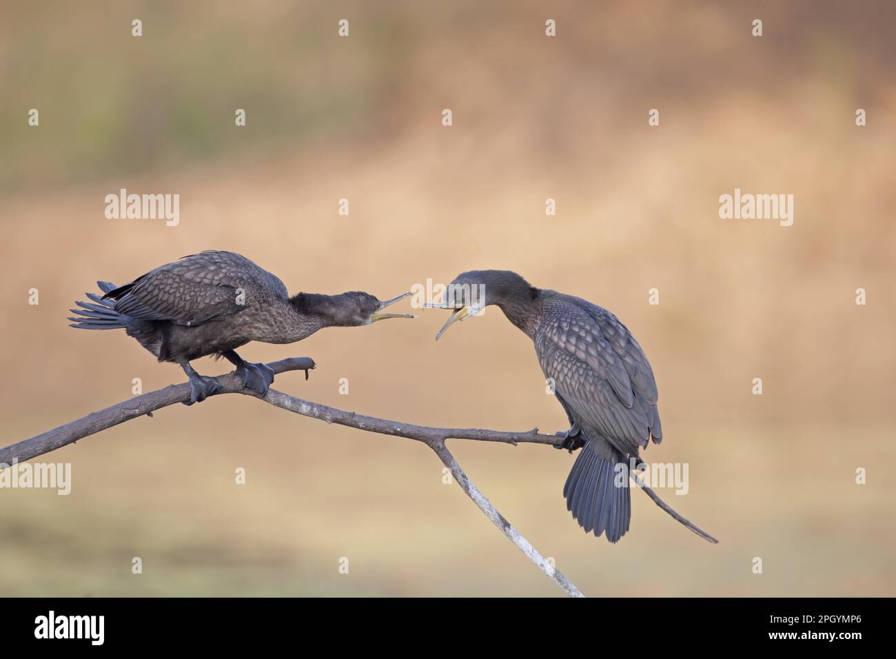 Little non breeding cormorant hi-res stock photography and images - Alamy