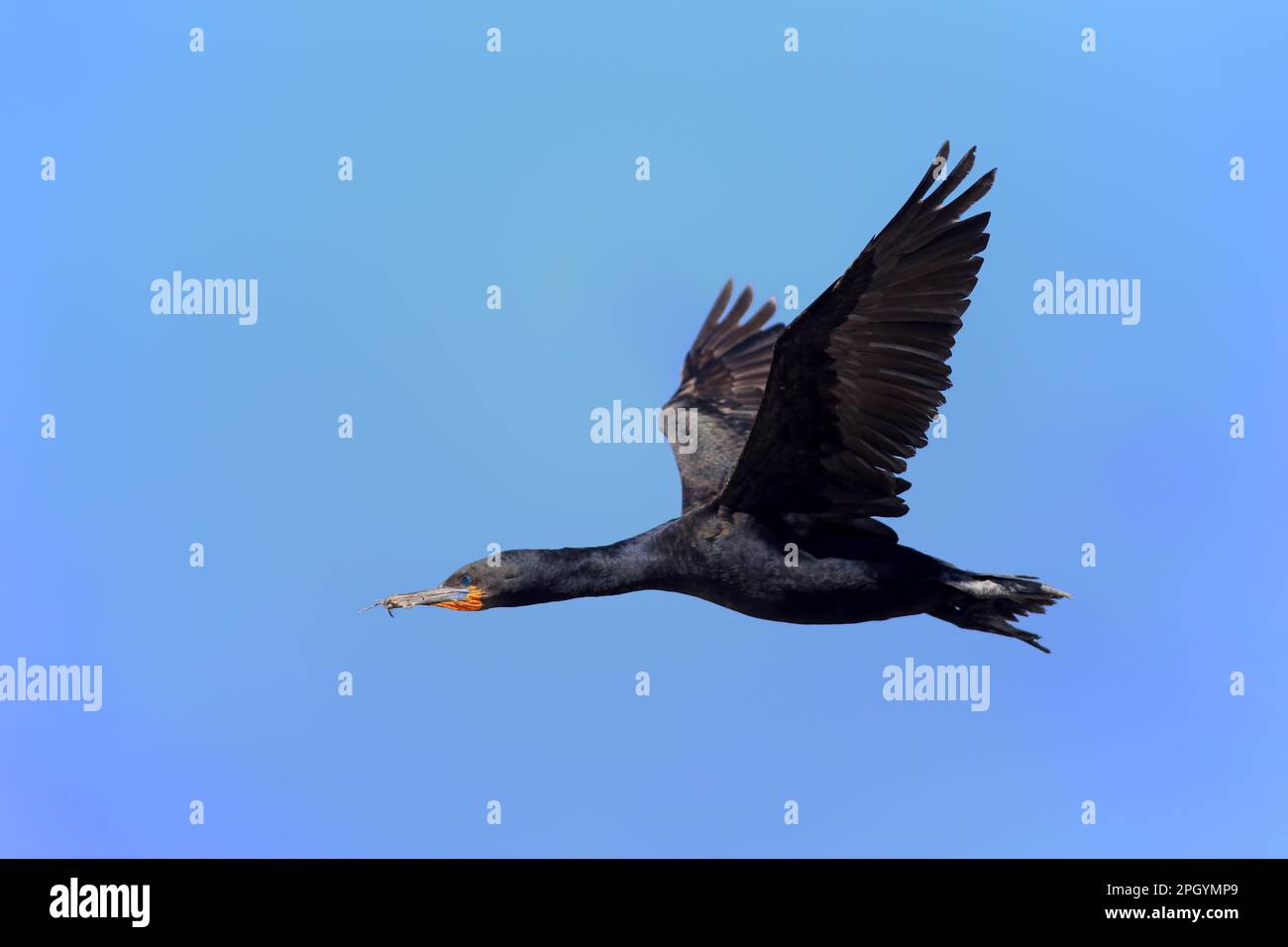 Cape Cormorant (Phalacrocorax capensis) adult, in flight, Betty's Bay ...