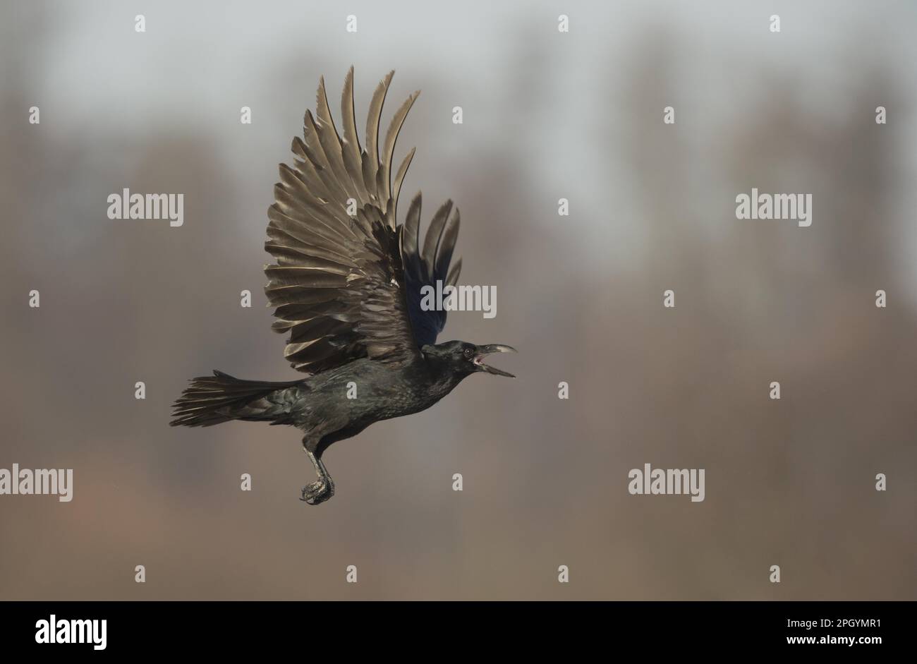 Raven communication hi-res stock photography and images - Alamy
