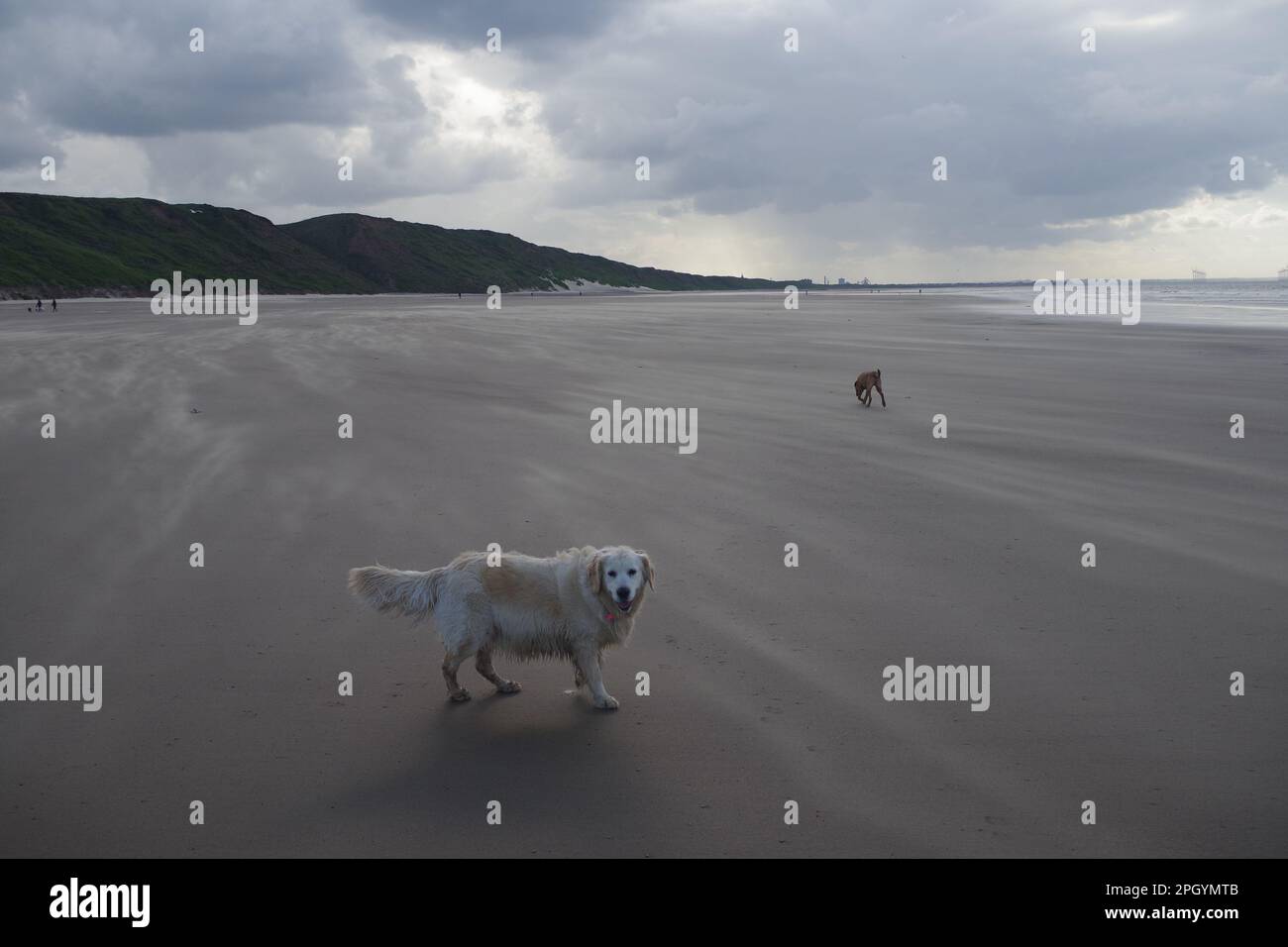 Two dogs having fun Stock Photo - Alamy