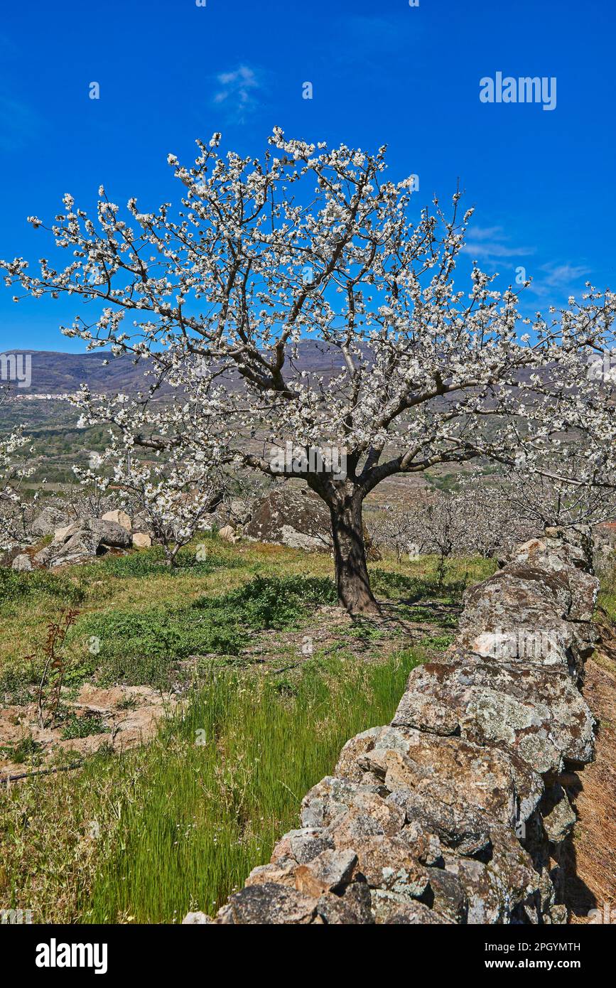 Cherry trees (Prunus cerasus), cherry trees in full bloom, Jerte valley ...