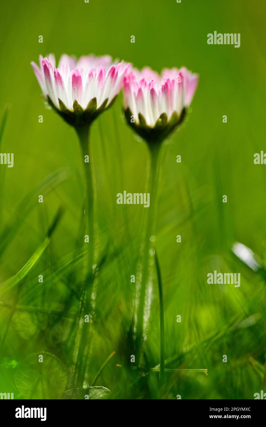 Common Daisy (Bellis perennis Stock Photo - Alamy