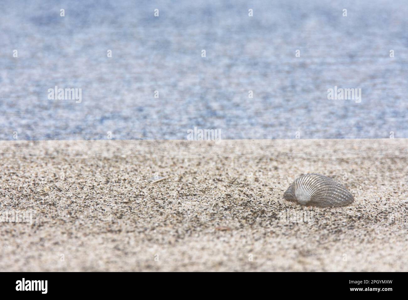 Shell of a cockle (Cerastoderma edule) on the beach, double exposure ...