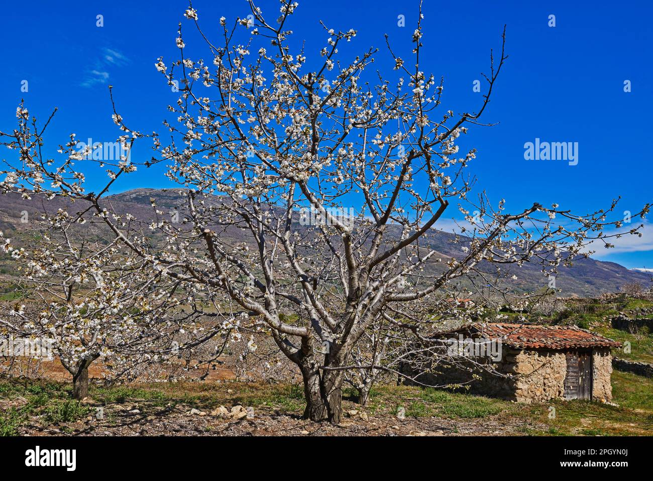 Cherry trees (Prunus cerasus), cherry trees in full bloom, Jerte valley ...