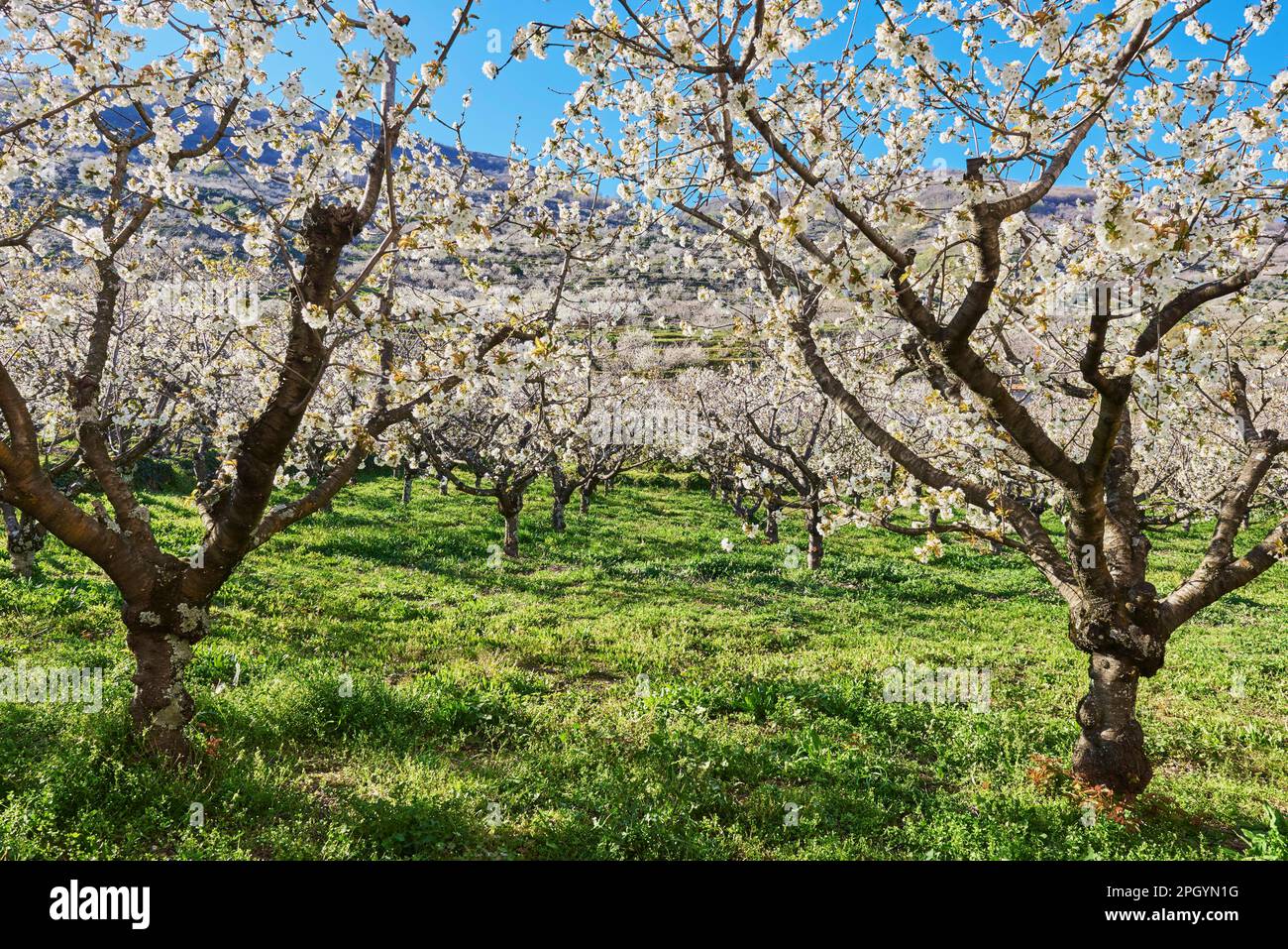 Cherry trees (Prunus cerasus), cherry trees in full bloom, Jerte valley ...