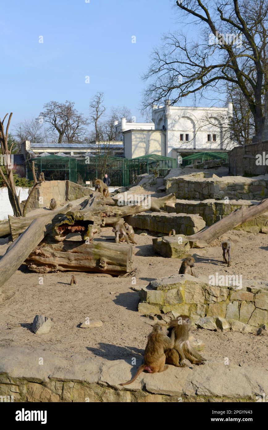 Monkey Rock, Zoo, Wroclaw, Lower Silesia, Poland Stock Photo - Alamy