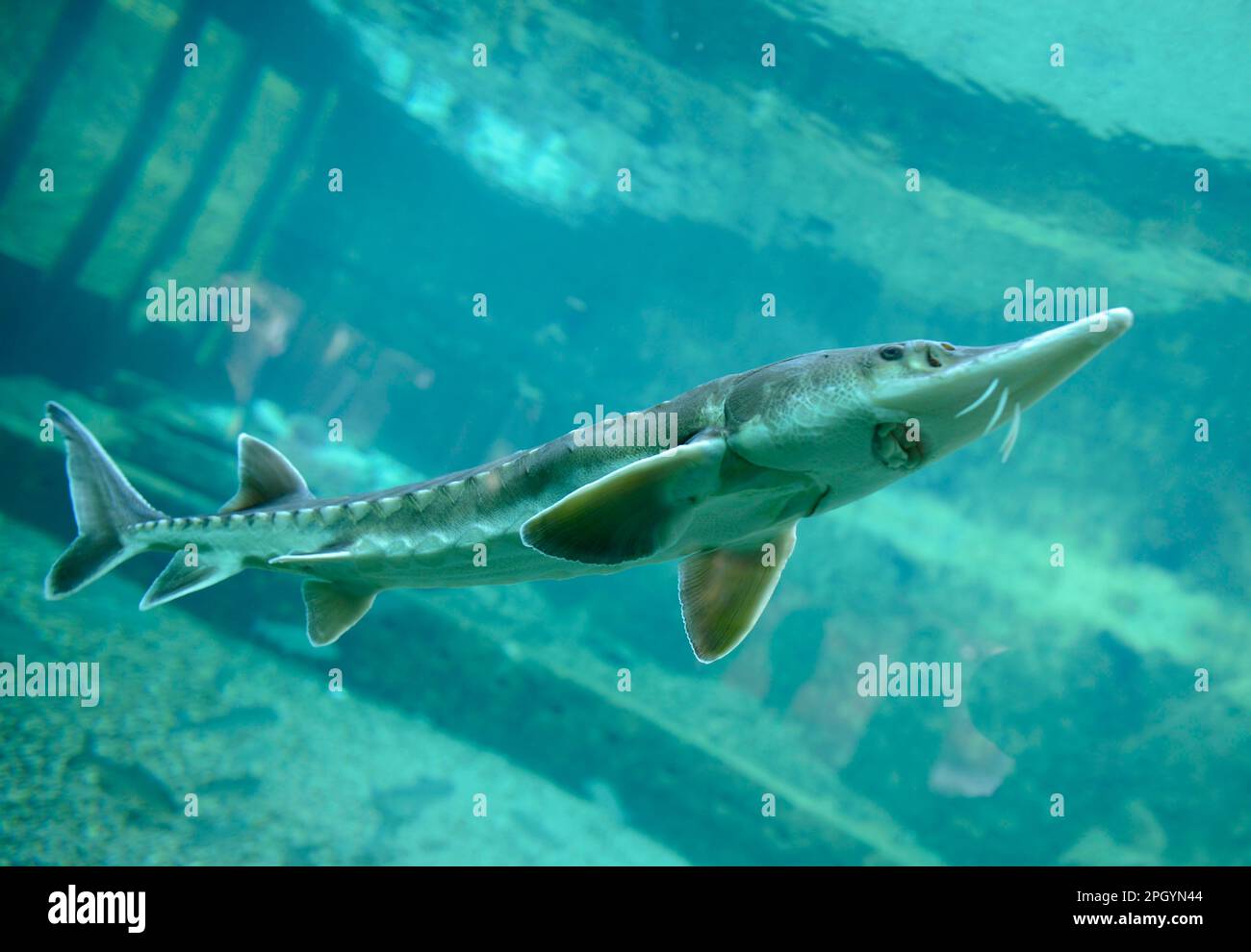 European sea sturgeon (Acipenser sturio), Aquarium, Zoo, Wroclaw, Lower ...