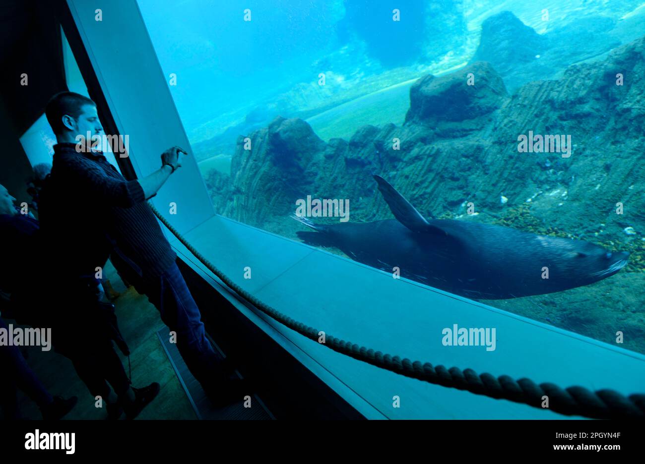 Cape fur seal (Arctocephalus pusillus), Aquarium, Zoo, Wroclaw, Lower ...