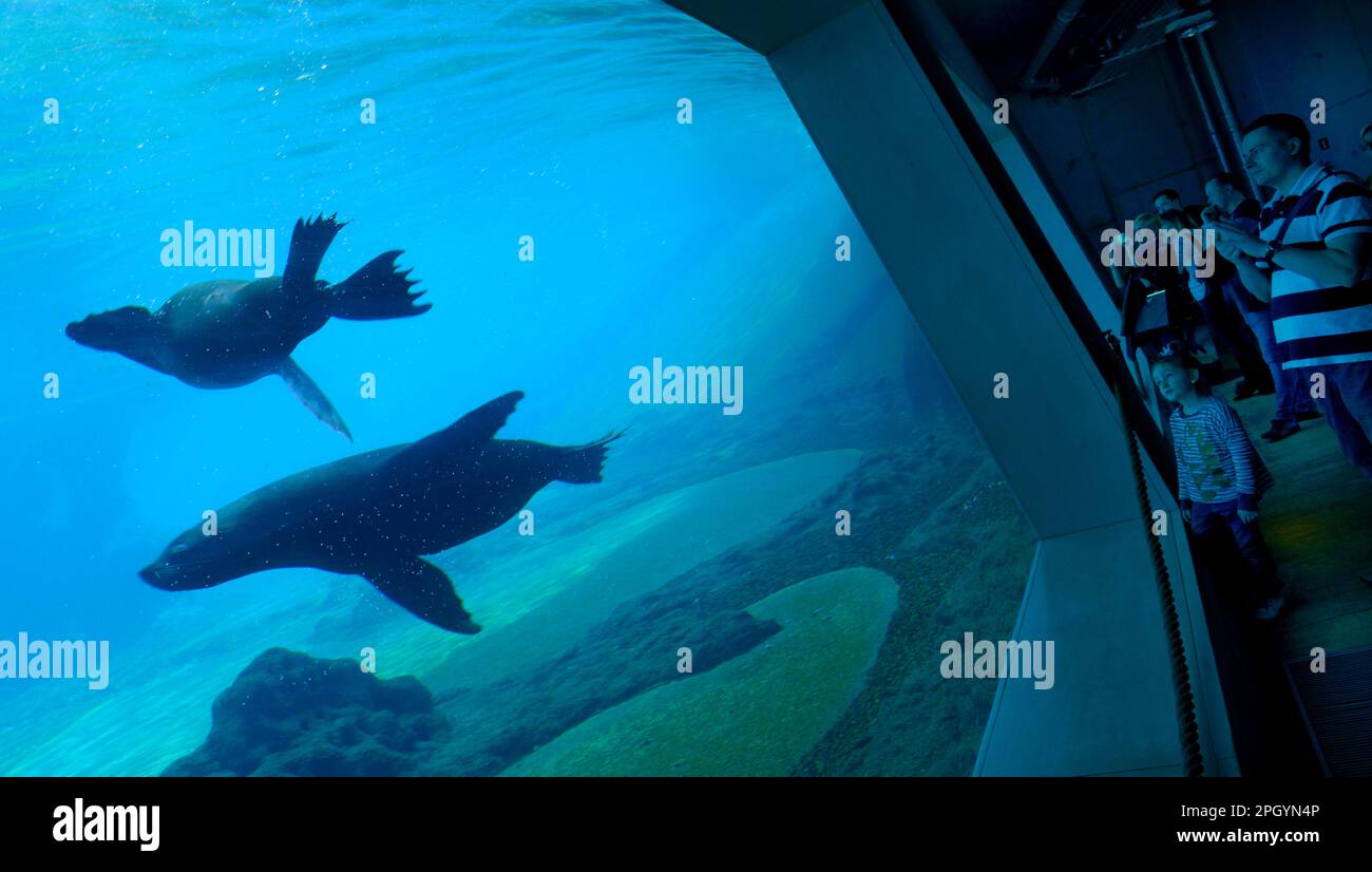 Cape fur seal (Arctocephalus pusillus), Aquarium, Zoo, Wroclaw, Lower ...