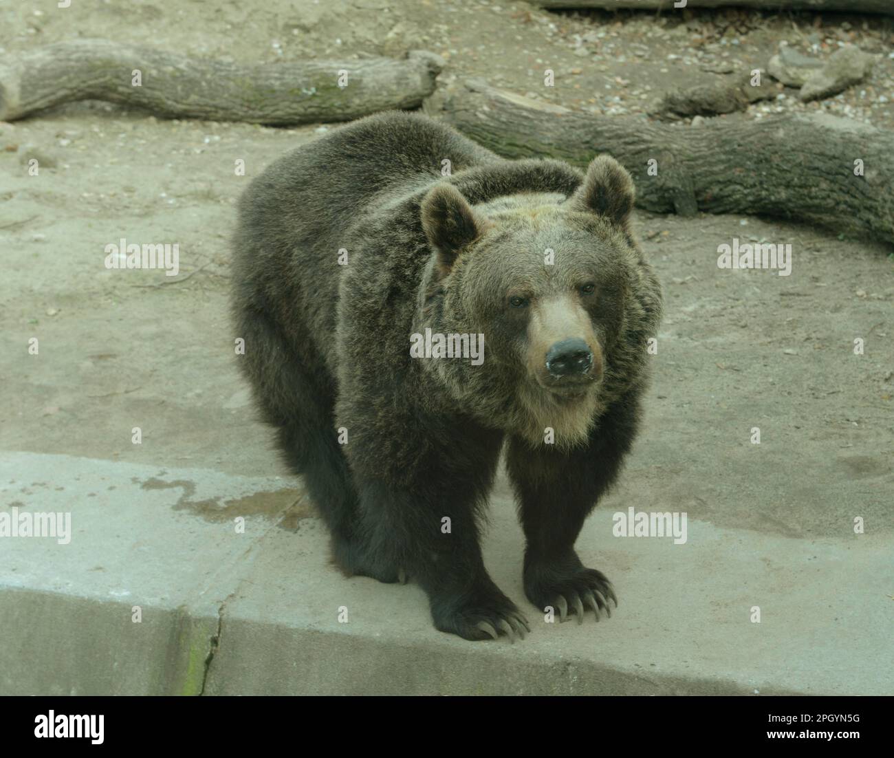 Brown bear (Ursus Arctos), Zoo, Wroclaw, Lower Silesia, Poland Stock ...