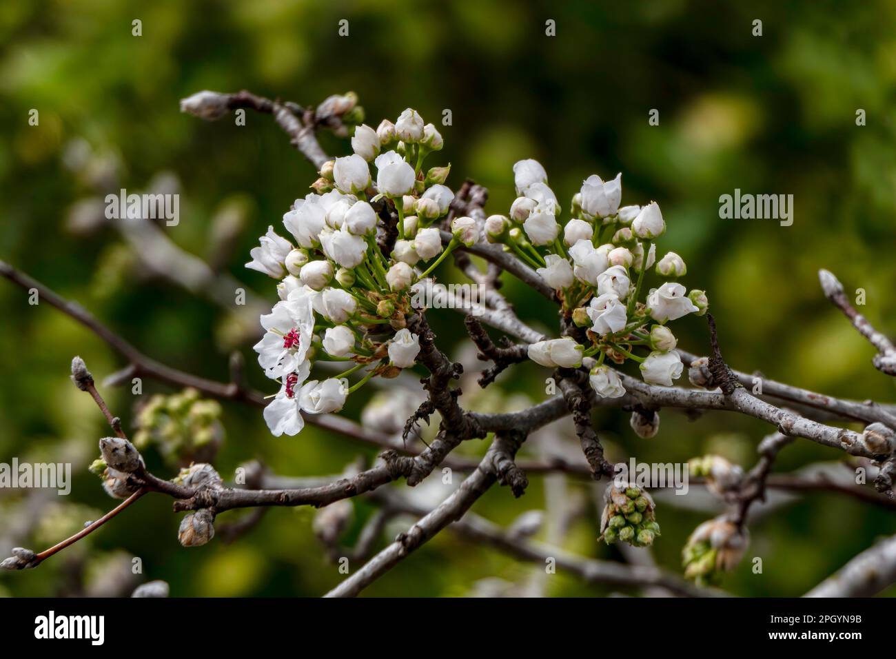 Blossoming pear tree branch delicate hi-res stock photography and ...