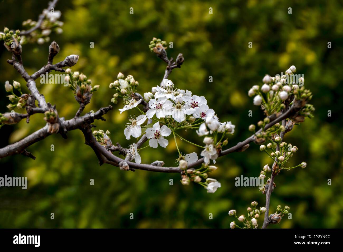 Delicate white flowers and buds of a flowering pear tree close up Stock ...