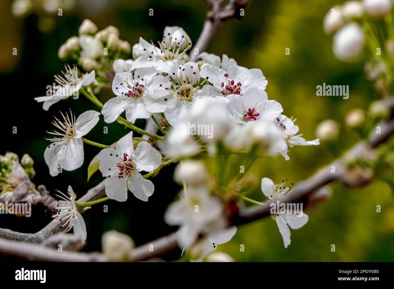 Delicate white flowers and buds of a flowering pear tree close up Stock ...
