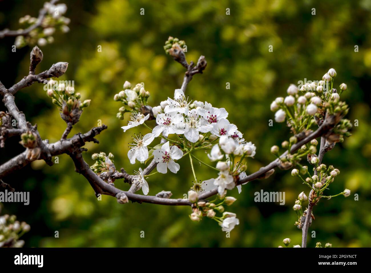 Delicate white flowers and buds of a flowering pear tree close up Stock ...