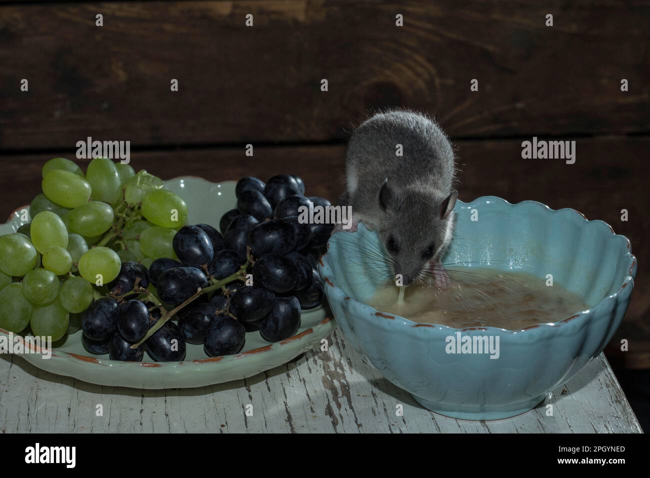 Fat Dormouse, Edible Dormouse (Glis glis), feeding in kitchen Stock ...