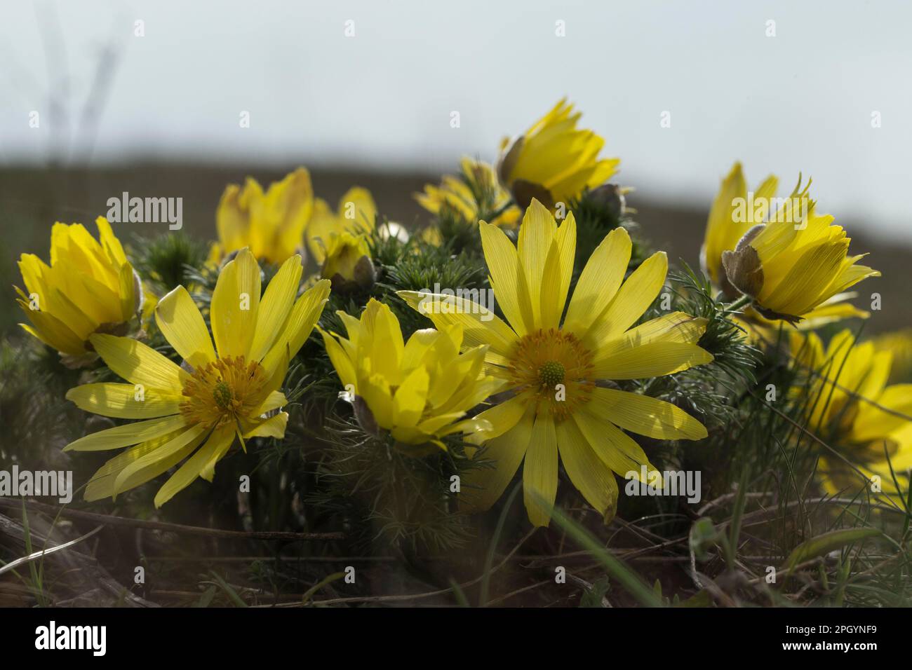 Spring pheasant's eye (Adonis vernalis), Perchtoldsdorfer Heide, Lower ...