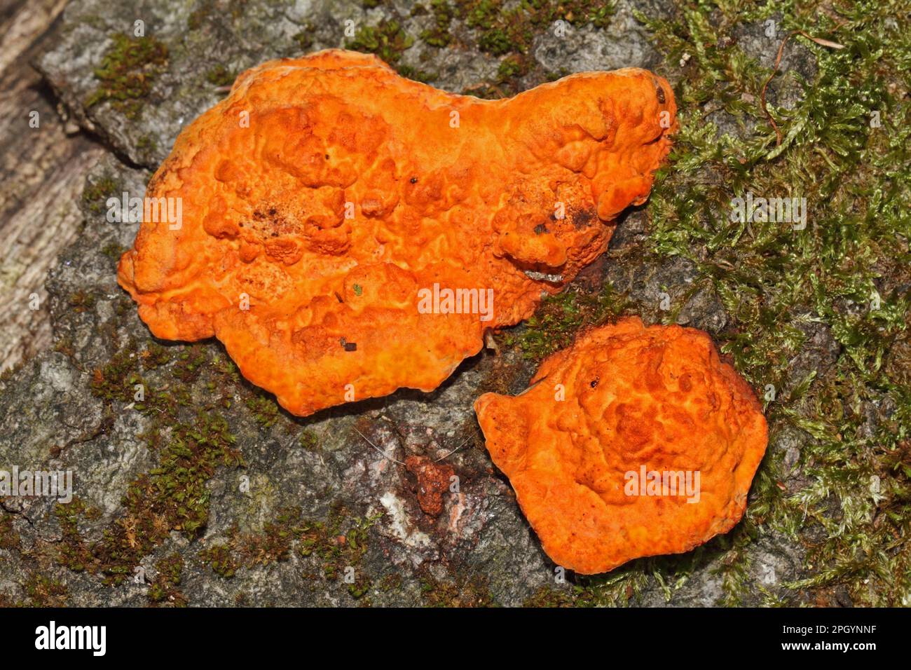 Red vermilion hi-res stock photography and images - Alamy