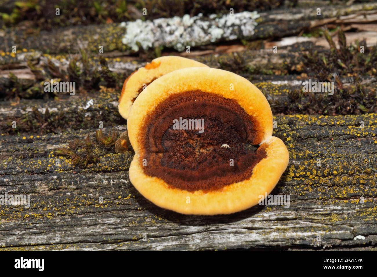 Rusty gill polypore Stock Photo - Alamy