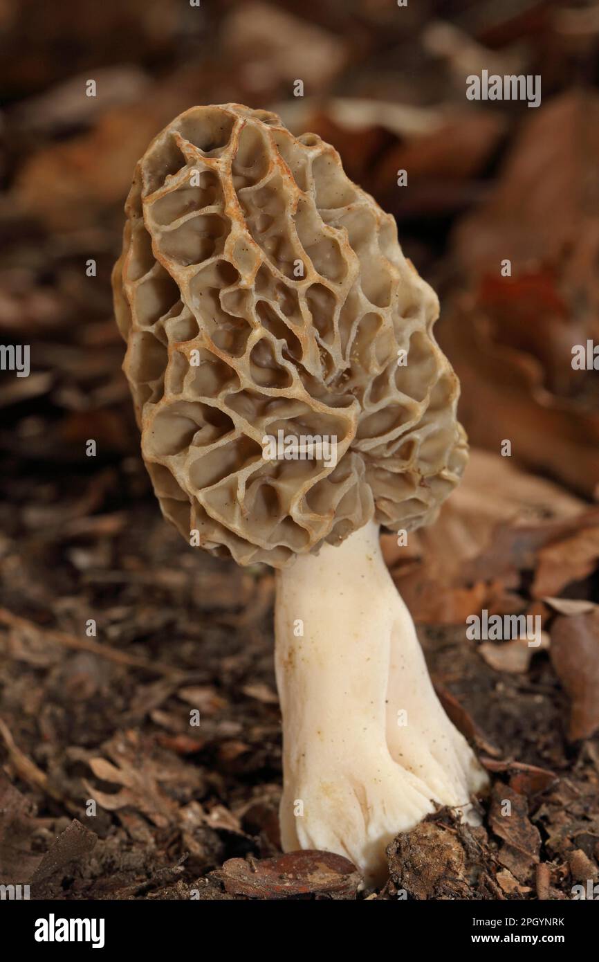 Cup morel hi-res stock photography and images - Alamy