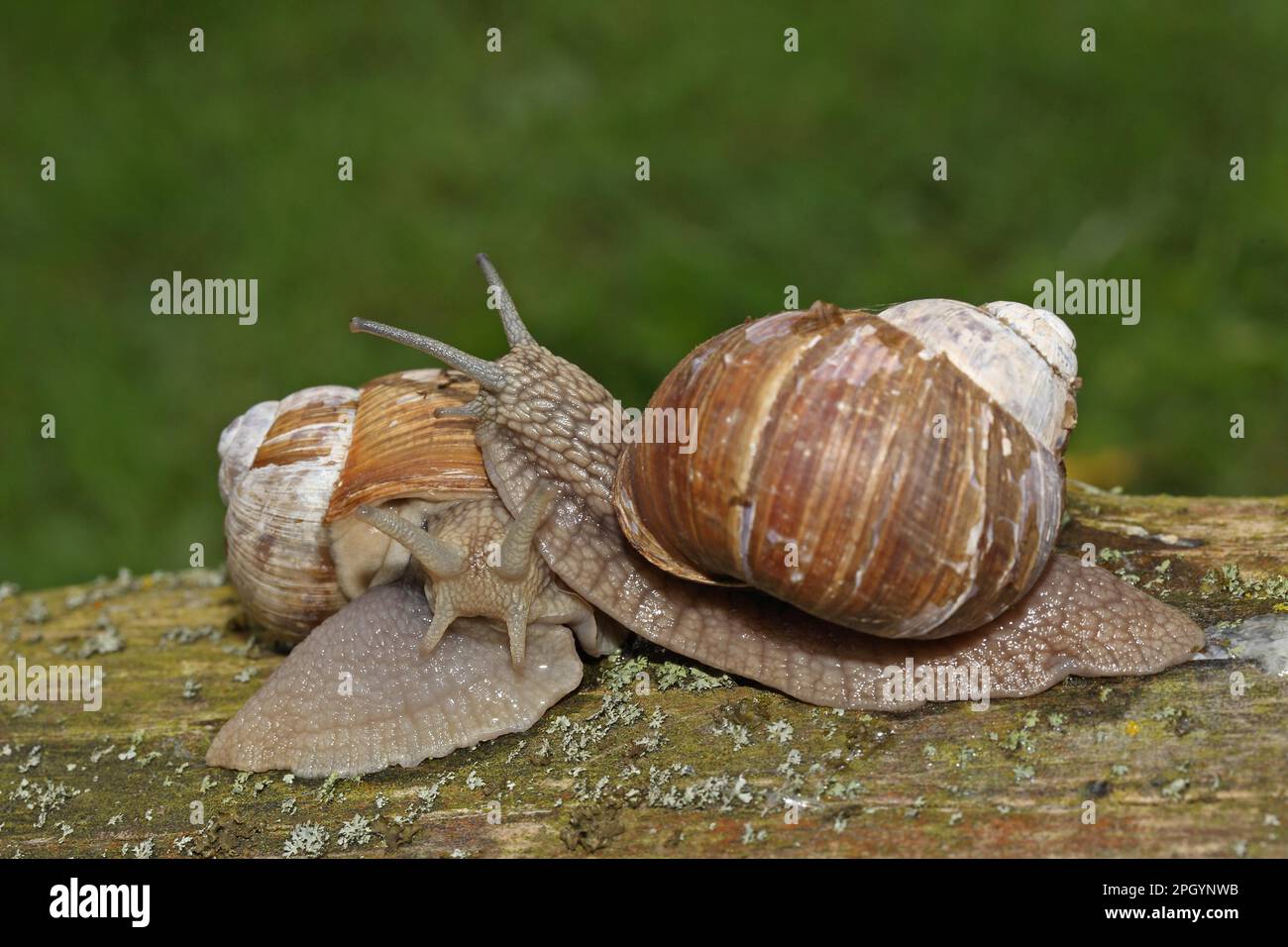 Snail gastropod hi-res stock photography and images - Alamy