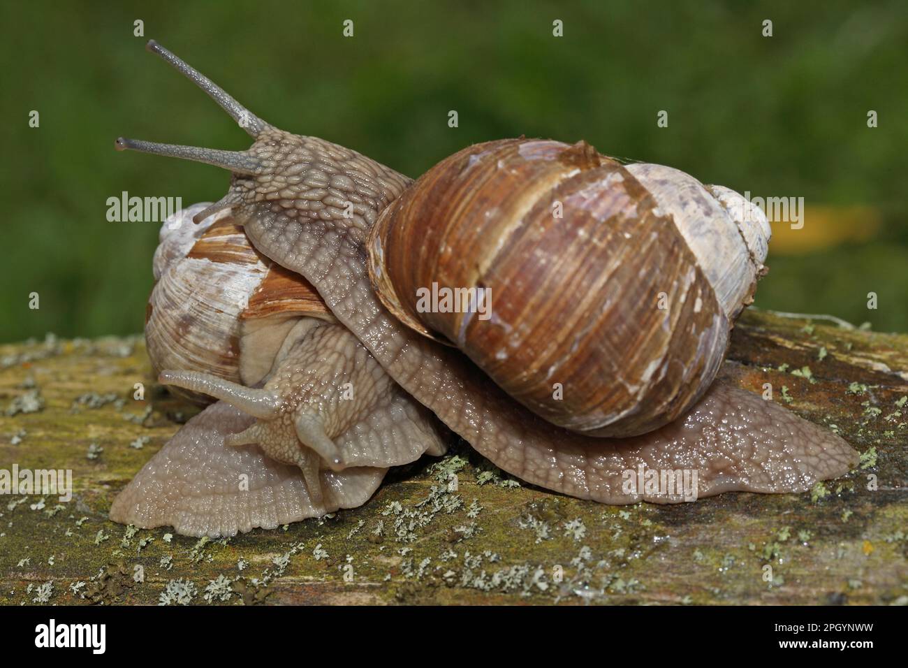 Snail gastropod hi-res stock photography and images - Alamy