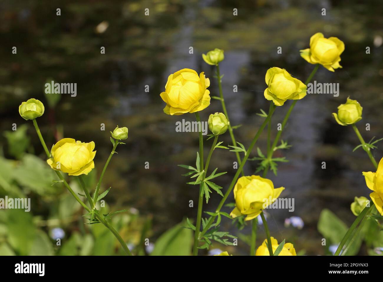 Troll flower hi-res stock photography and images - Alamy