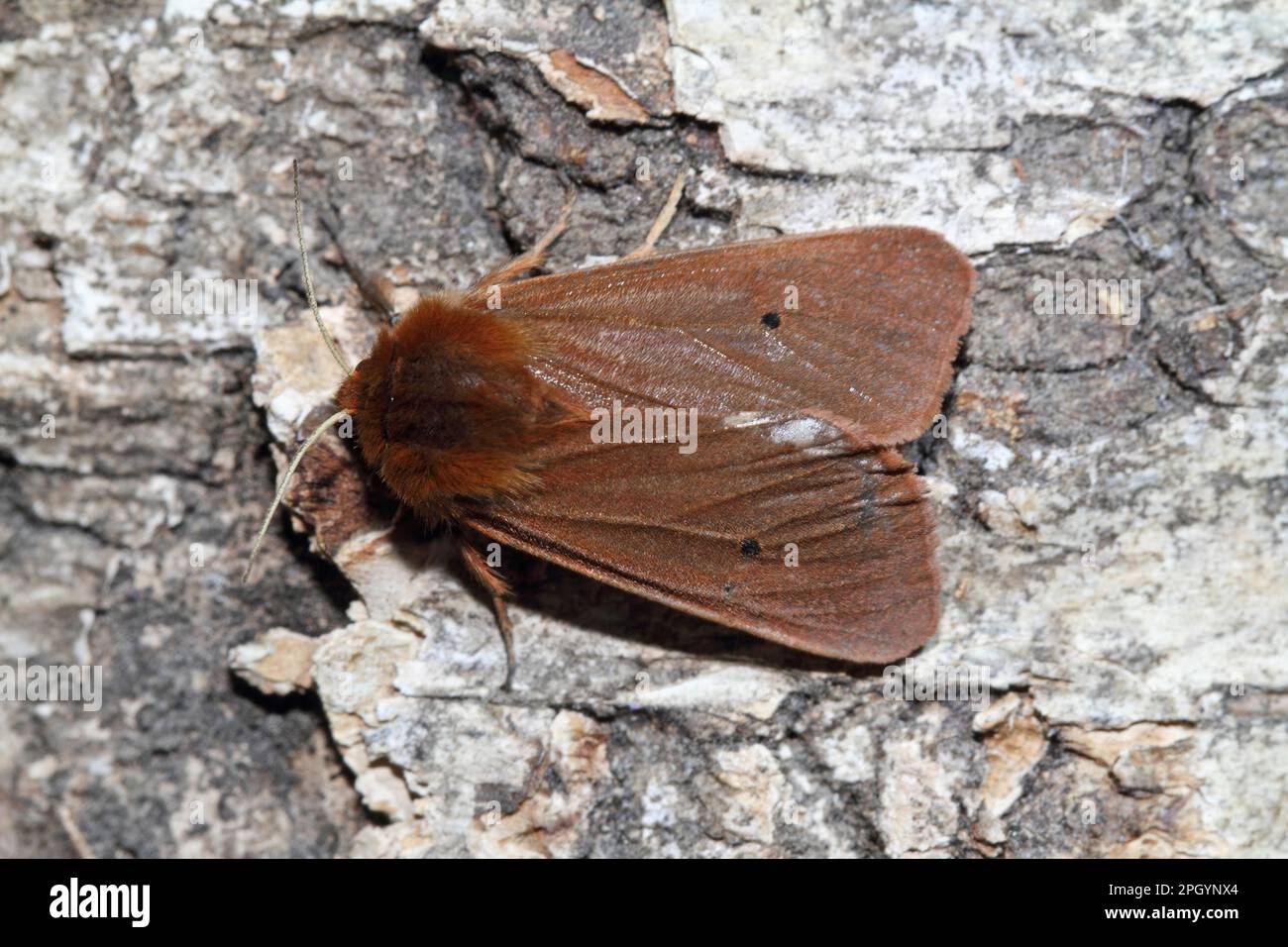 Cinnamon moth hi-res stock photography and images - Alamy