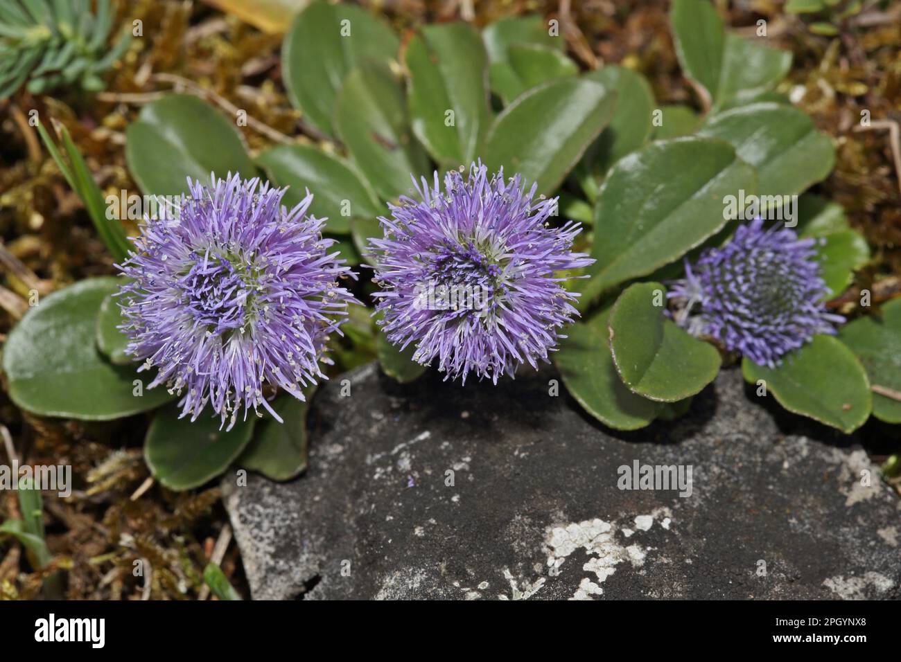 Common globe flower Stock Photo - Alamy