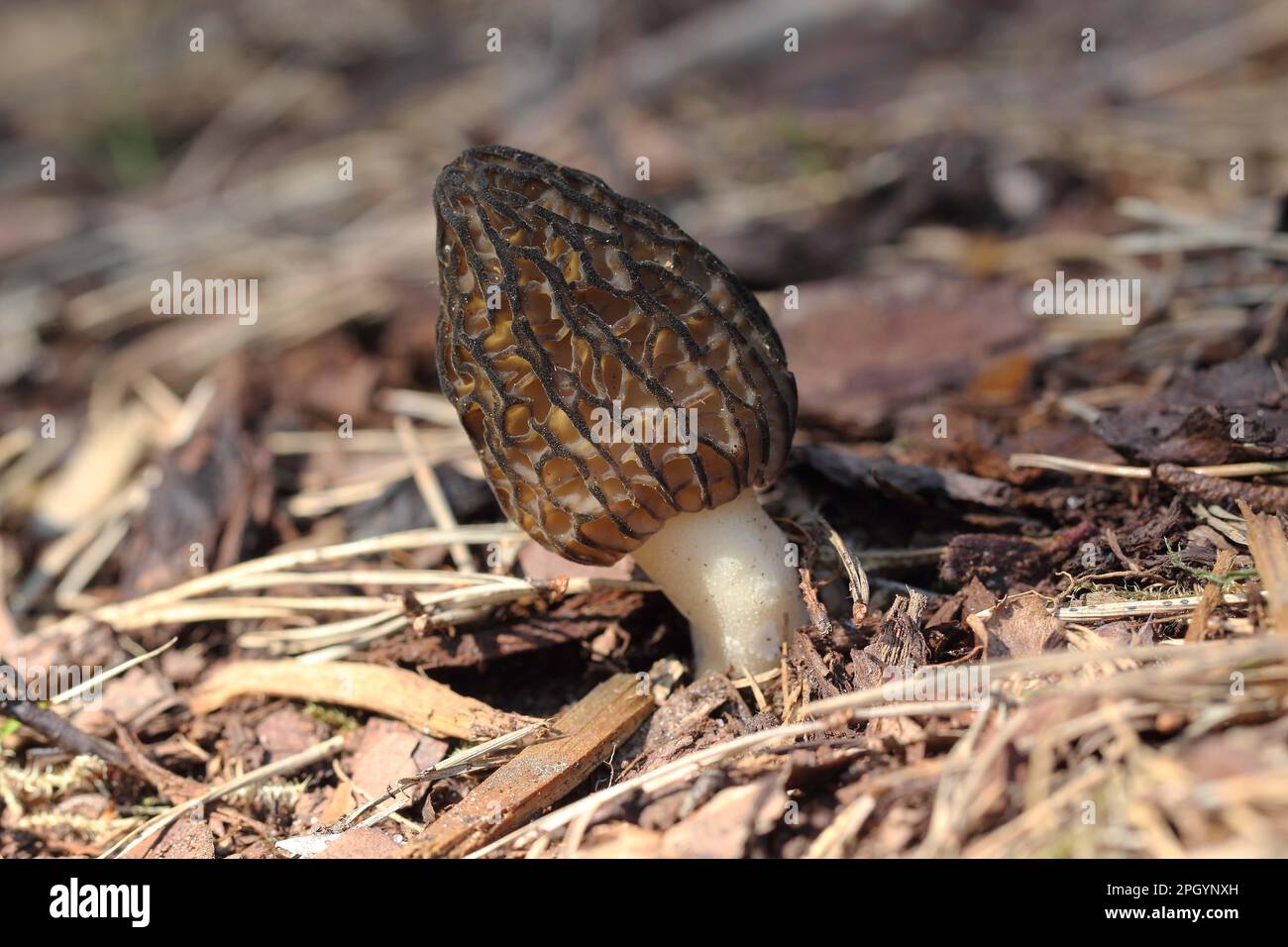 Cone shaped mushroom hi-res stock photography and images - Alamy